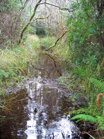 NWBirding Leadbetter State Park