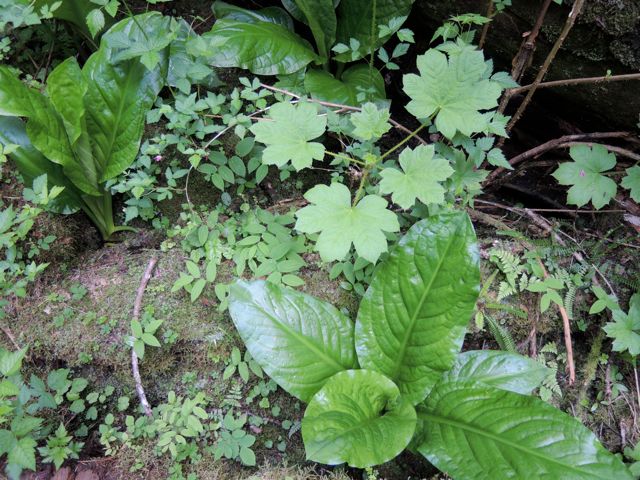 Skunk cabbage, devil's club among other northwest loving plants
