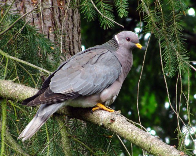 Band-tailed Pigeon