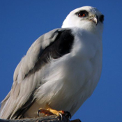 NWBirding Bird Gallery