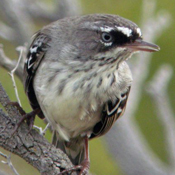 NWBirding Bird Gallery