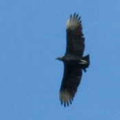 NWBirding Bird Gallery